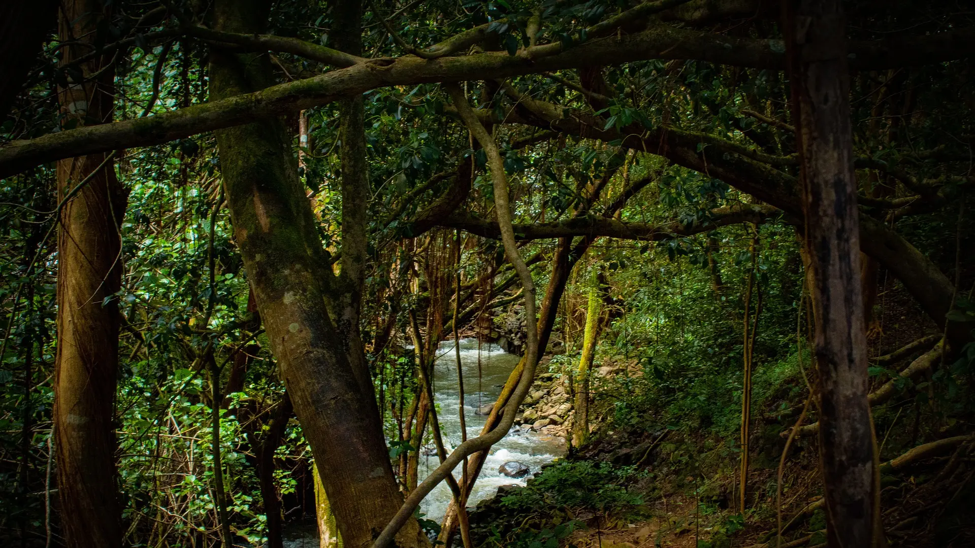 Pronađen grad koji menja ideju o drevnim narodima Amazonije